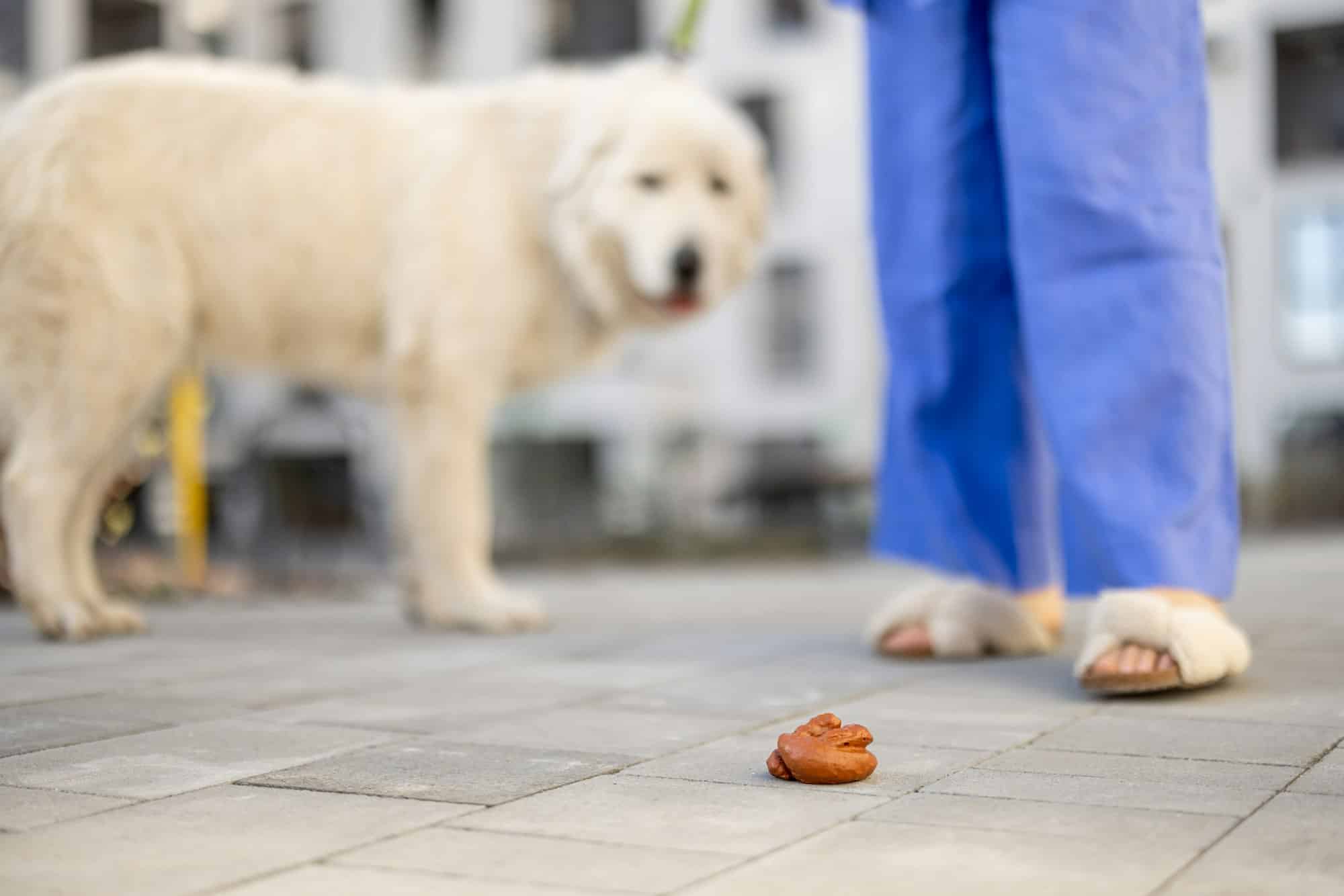 What Your Dog's Poop Can Tell You About Their Health | WMCC